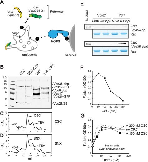 Retromer Driven Membrane Tubulation Separates Endosomal Recycling From Rab7ypt7 Dependent