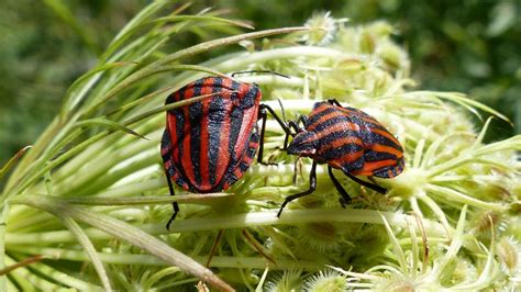 Striped Shield Bug Markeisingbirding