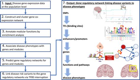 Figure 1 From Integrative Analysis Of Multi Omics Reveals 1 Gene Regulatory Networks Across