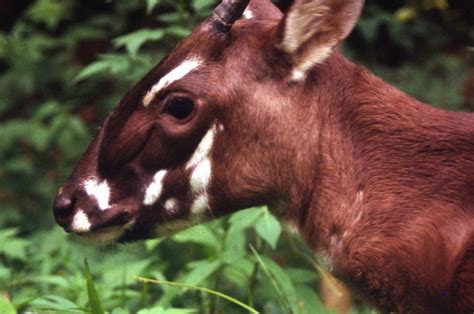 Asian Unicorn Worlds Rarest Mammal Saola Filmed In Vietnam For First