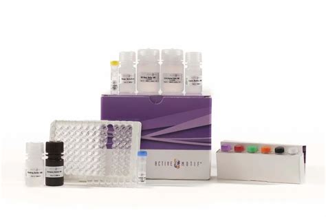 Global Dna Methylation Test Kit At Rs 15000 Dna Kit In New Delhi Id 2854295447697