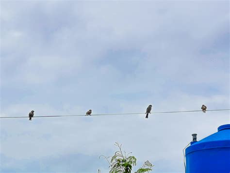 Birds HUAWEI Community