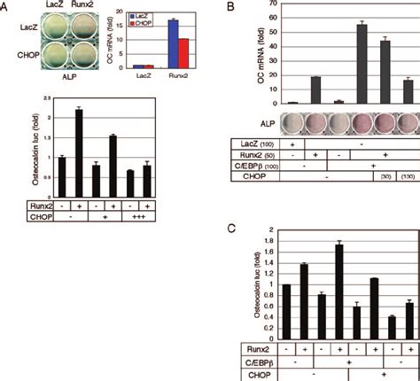 chop interferes with cooperative induction of the osteocalcin gene by