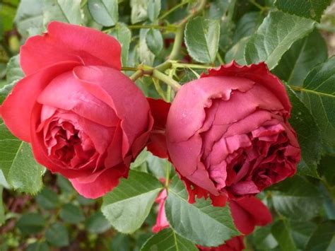 Эрик Таберли Роза Плетистая Фото И Описание – Telegraph