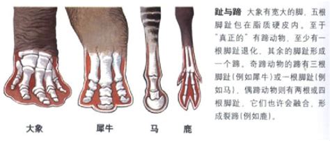 哺乳纲动物之有蹄类动物 每日头条