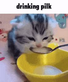 Cats Drinking Milk Memes Clean Breaking News Seventh Son Assistant