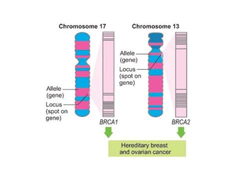 Brca Prediction Dev Hwons Blog