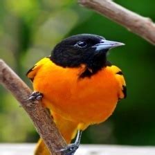 GitHub Rishabh Bird Species Image Classification Flask API