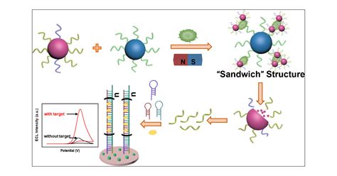 Ultrasensitive Electrochemiluminescence Biosensor Based On Dna Bio Bar Code And Hybridization