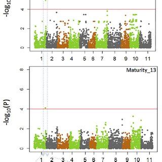 Manhattan Plots Showing The Same Candidate Single Nucleotide Download Scientific Diagram