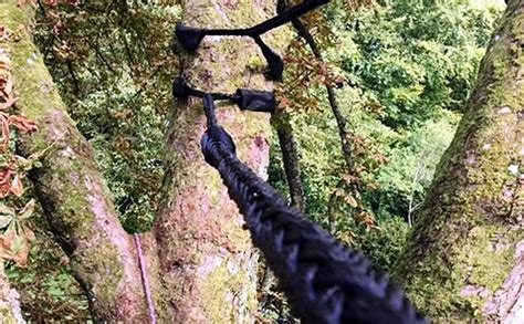 Tree Bracing Systems Arbor Call Tree Surgeons