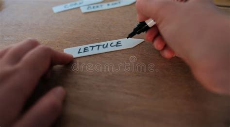 Lettuce Label To Organize Plants Stock Image Image Of Beetroot Label