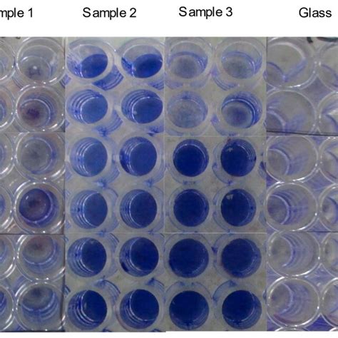 A Composite Image Showing Inhibitory Effects Of Cu Ag Nanohybrid Powder Download Scientific