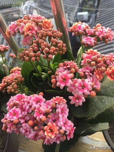 教你扦插長壽花，隨便剪點枝條，晾3天，插到土裏就髮根 每日頭條