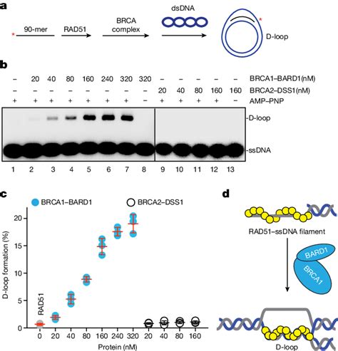 Enhancement Of Rad51 Mediated D Loop Formation By Brca1 Bard1 A