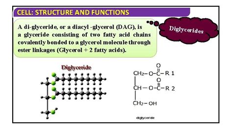 Cell Structure And Functions Biomolecules Cell Structure And