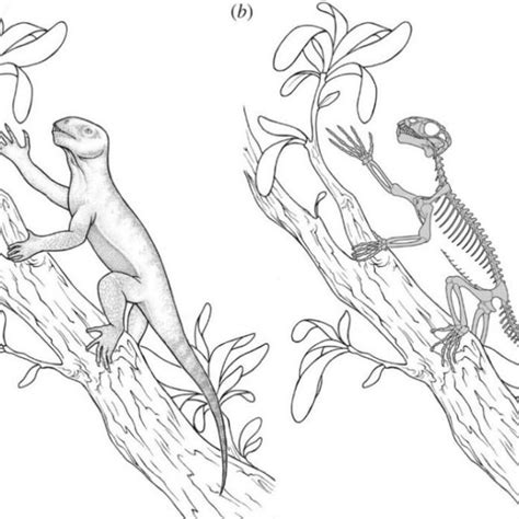 2 Skeletal Reconstructions Of A Agilodocodon Scansorius Adapted Download Scientific 2 Skeletal Reconstructions Of A Agilodocodon Scansorius Adapted Download Scientific