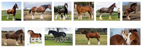 How Much Does A Clydesdale Horse Cost Pet Care Stores