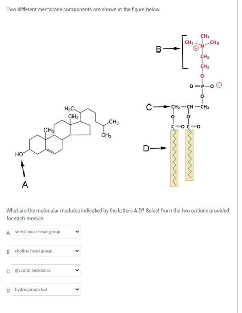 Answered Ho ↑ A Ch3 B Choline Head Group H3c C Bartleby