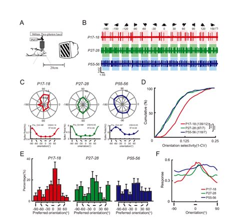 The Orientation Selectivity And The Preferred Orientation Bias Of Pv Download Scientific