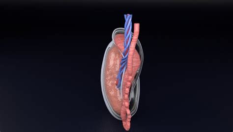 Testis Anatomy Histology 3d Model Superhive Formerly Blender Market