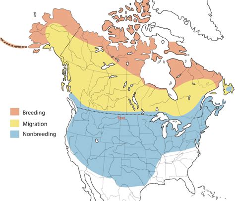 9 Types Of Hawks That Live In Illinois 2024 Bird Watching Hq