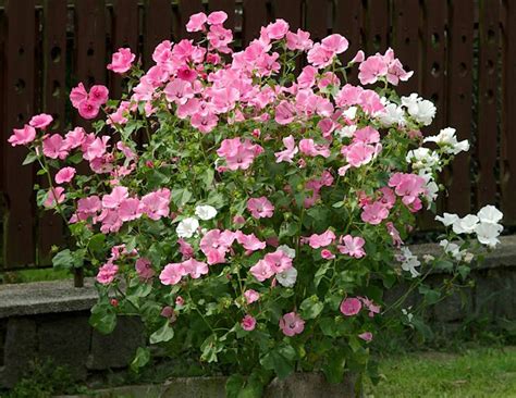 Tree Rose Mallow Lavatera Malva Trimestris 150 Seeds