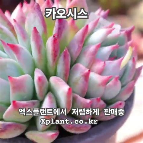 카오시스 다육이 다육식물 다육 Succulent 多肉植物 다육싸게파는곳 엑스플랜트 수담의다육 Youtube