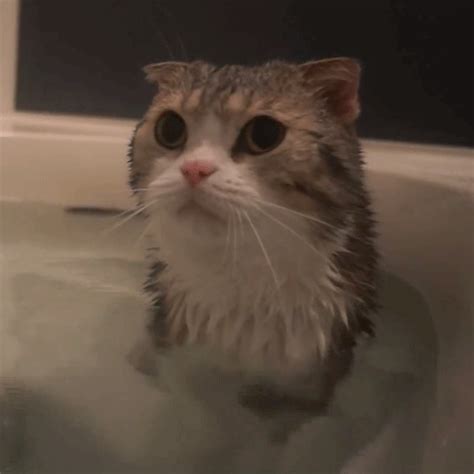 Cat Bath On Tumblr