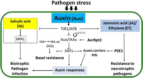 An Abstracted Overview Of Auxin Signaling In Plant Pathogen Download Scientific Diagram