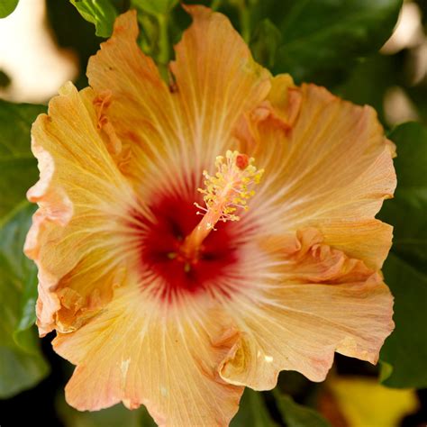 Closed Chinese Hibiscus Blue Flowers