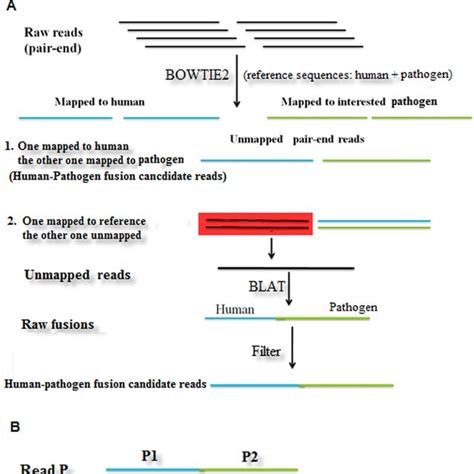 A Pathogen Detection Pipeline B Fusion Reads With One Part P1 Download Scientific Diagram
