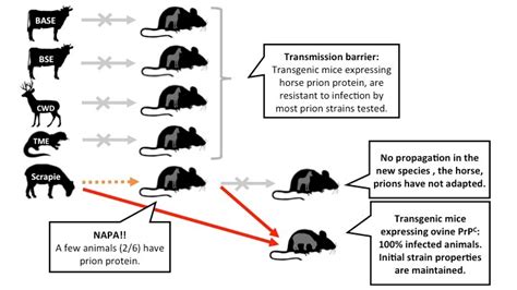 A New Form Of Prion Replication Is Described That Might Explain Some