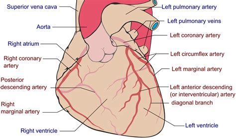 Coronary Artery Bypass Grafting Cabg Ctvs Central Texas Ctvs Texas