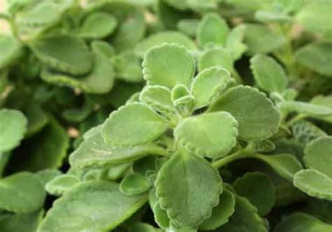 Ajwain Plant Its Flower And Leaves Image Benefits And More