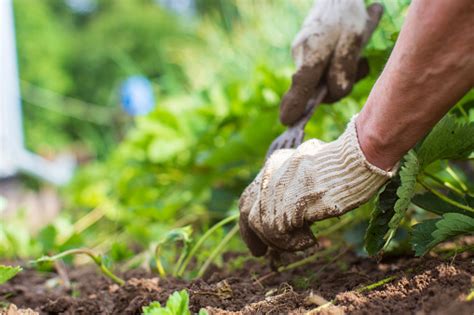 농부는 농장의 채소밭에서 식물을 돌 봅니다 정원 가꾸기와 농장 개념 정원 침대에서 자라는 농작물 가루로 빻은에 대한 스톡 사진 및 기타 이미지 Istock