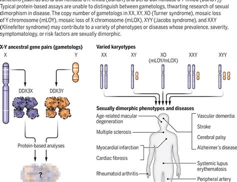 sex chromosome encoded proteins a challenge andrés d klein posted