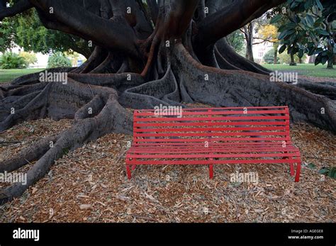 Red Park Bench Beneath Enormous Moreton Bay Fig Tree Ficus Macrophylla
