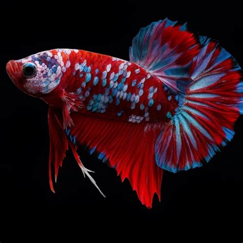 Candy Galaxy Betta Stunning Colors And Patterns