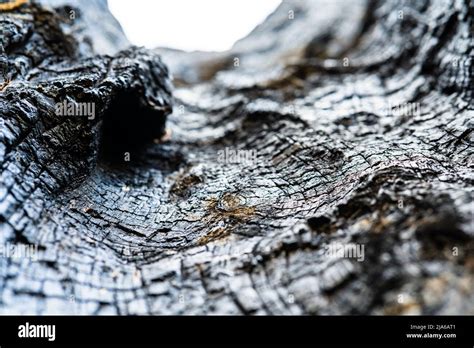 Texture Shot Of Inside Of A Tree Stock Photo Alamy