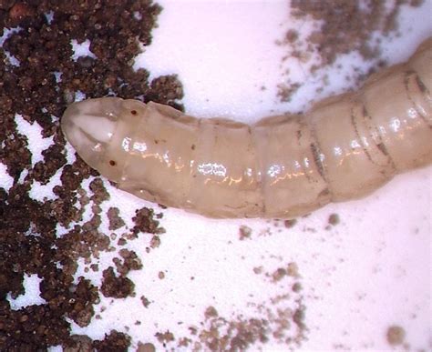 Discussion Forum Asilidae Larvae In Soil