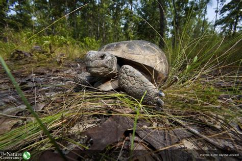 The Nature Conservancy On Linkedin The Gopher Tortoise Is A Keystone Species Of Its Ecosystem The Nature Conservancy On Linkedin The Gopher Tortoise Is A Keystone Species Of Its Ecosystem