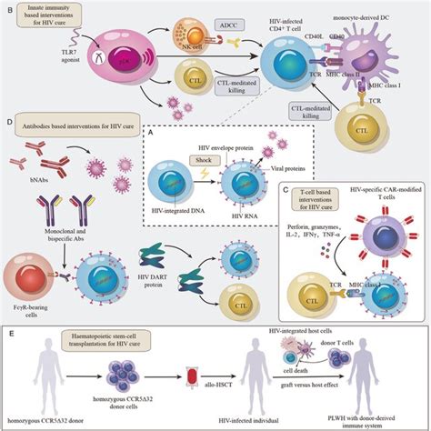 Innate Immune Response And Hiv Reservoir A Hiv Reservoirs Hiv