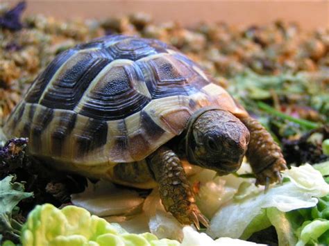 Is My Tortoise Male Or Female British Pet Insurance