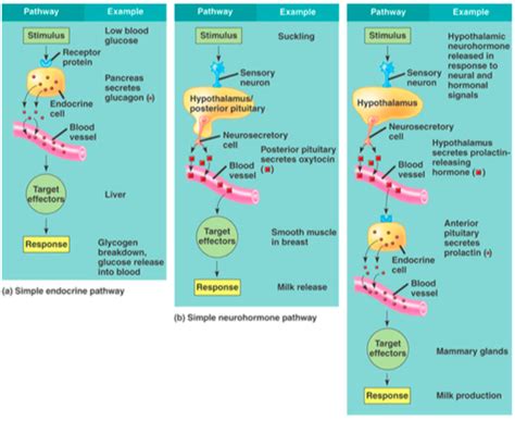 Chapter Study Guide Endocrine System Flashcards Quizlet