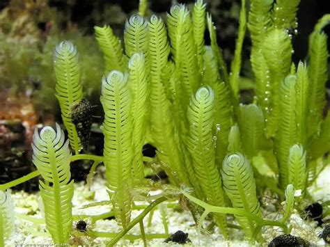 Phycokey Caulerpa Images