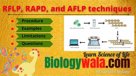 Rflp Rapd And Aflp Techniques By Sachins Biology