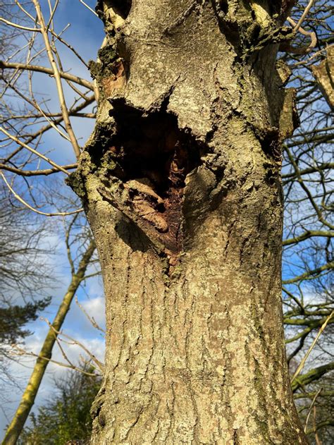 Tree Disease BBC Gardeners World Magazine