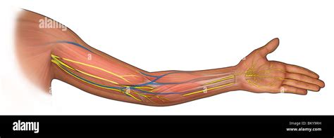 Median Nerve Distribution Arm