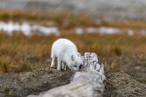 Zorro ártico Vulpes Lagopus En La Tundra Salvaje Zorro ártico En La